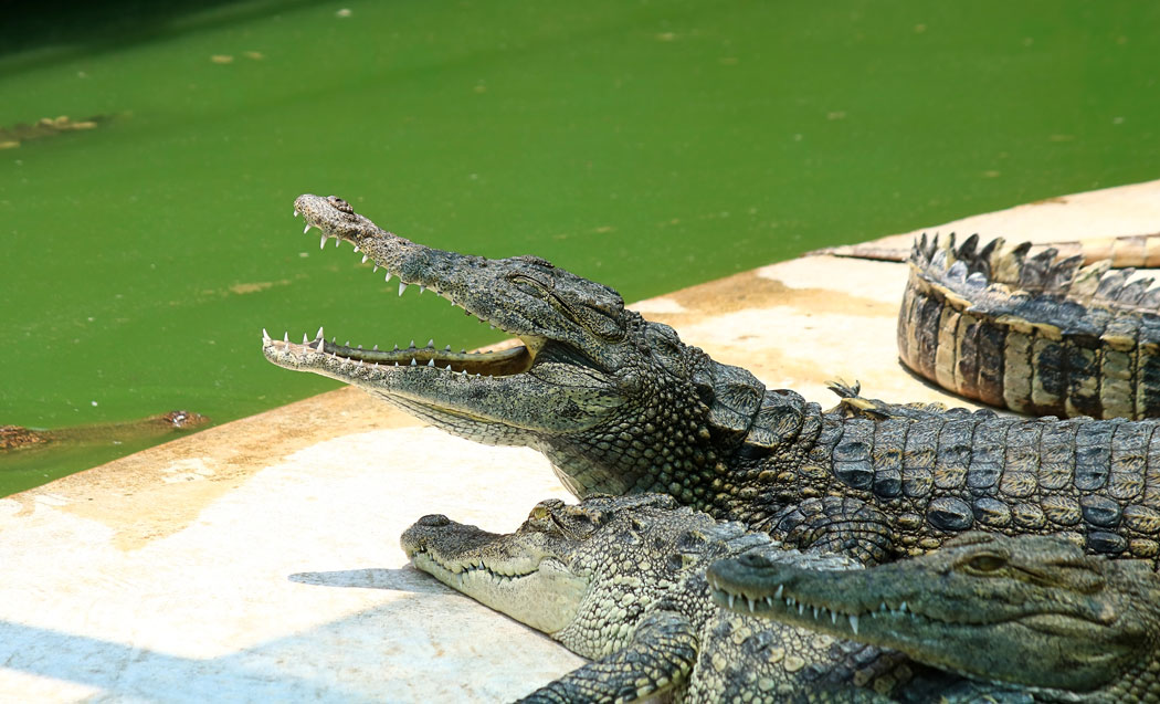 Floating market Bangkok crocodile farm | Floating market tours Bangkok