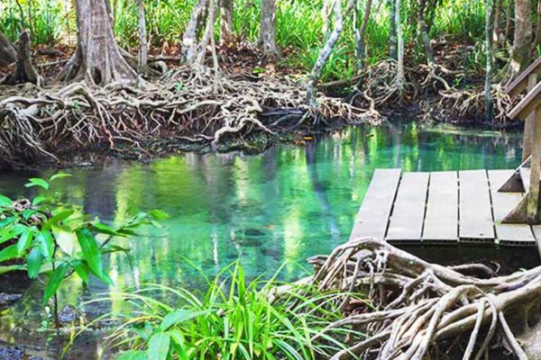 All You need to know about Krabi Emerald Pool | fascinating Sa Morakot