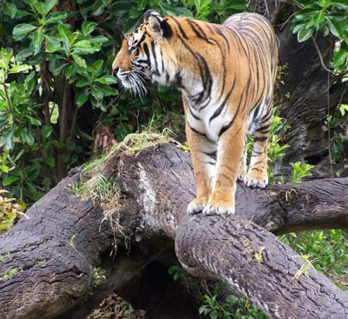 Phuket city tour tiger kingdom | top city tour to experience tiger kingdom